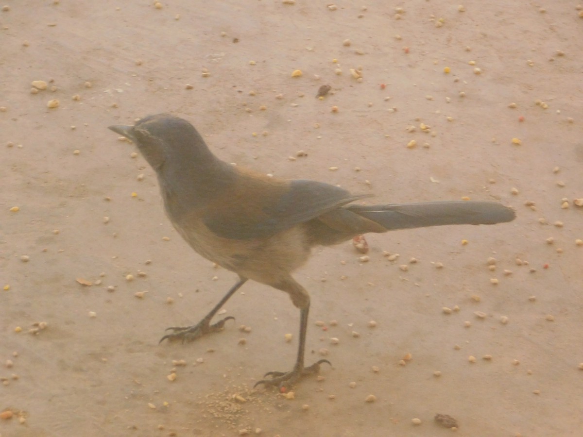 eBird Checklist - 24 May 2025 - My backyard - 5 species