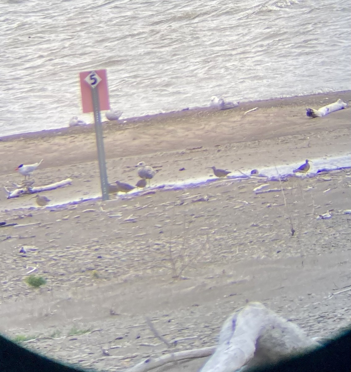 eBird Checklist - 24 May 2025 - Presque Isle SP--Gull Pt. - 60 species