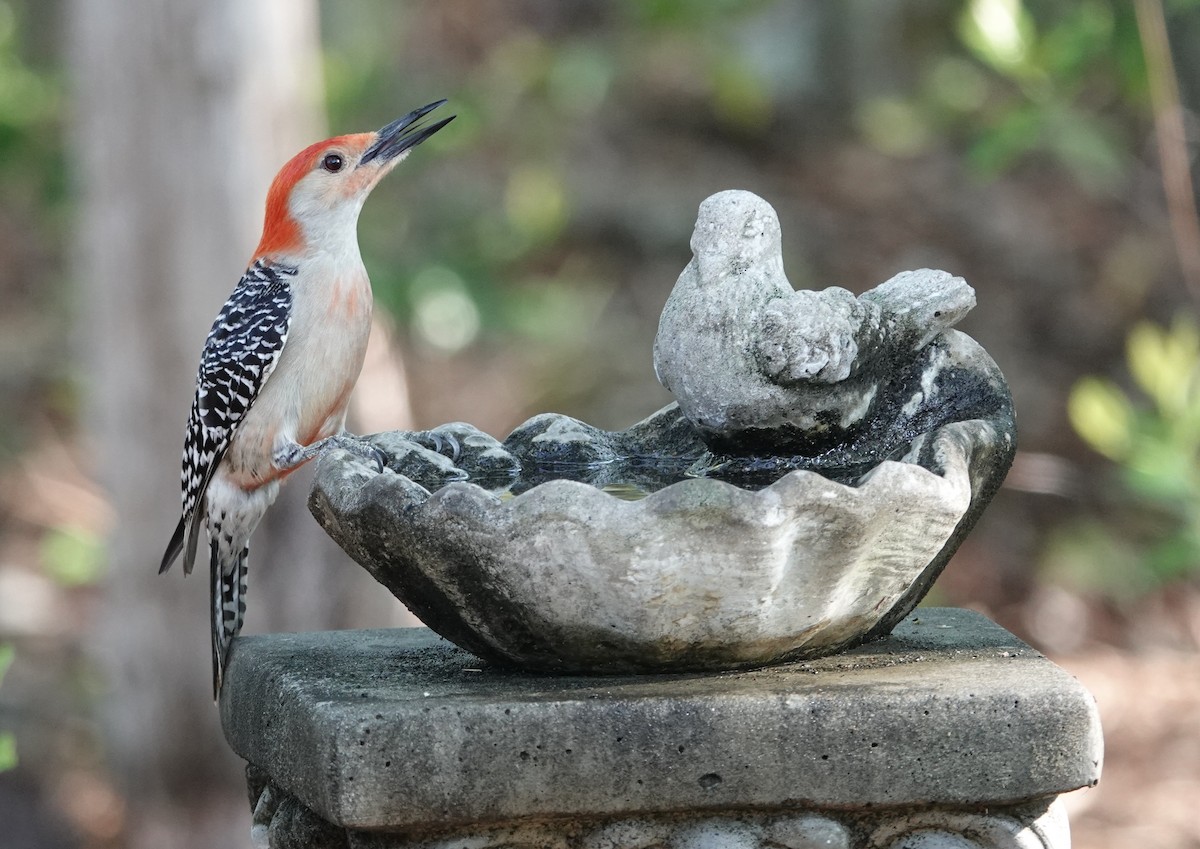 eBird Checklist - 24 May 2025 - My Backyard - 15 species