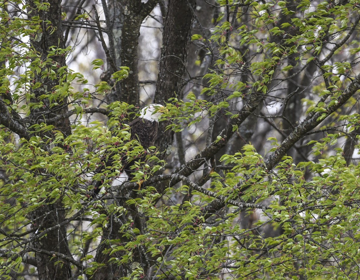 Pennsylvania Bird Atlas Checklist - 2 May 2025 - 628 German Hill Road ...