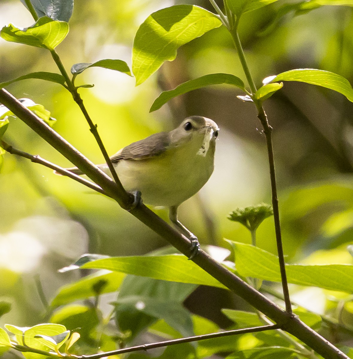 eBird Checklist - 24 May 2025 - Firestone Metro Park - 49 species