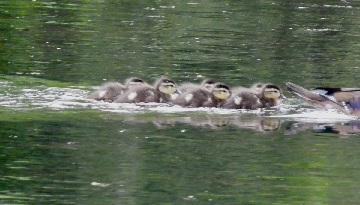 eBird Checklist - 23 May 2025 - Frank Melville Memorial Park and Mill ...