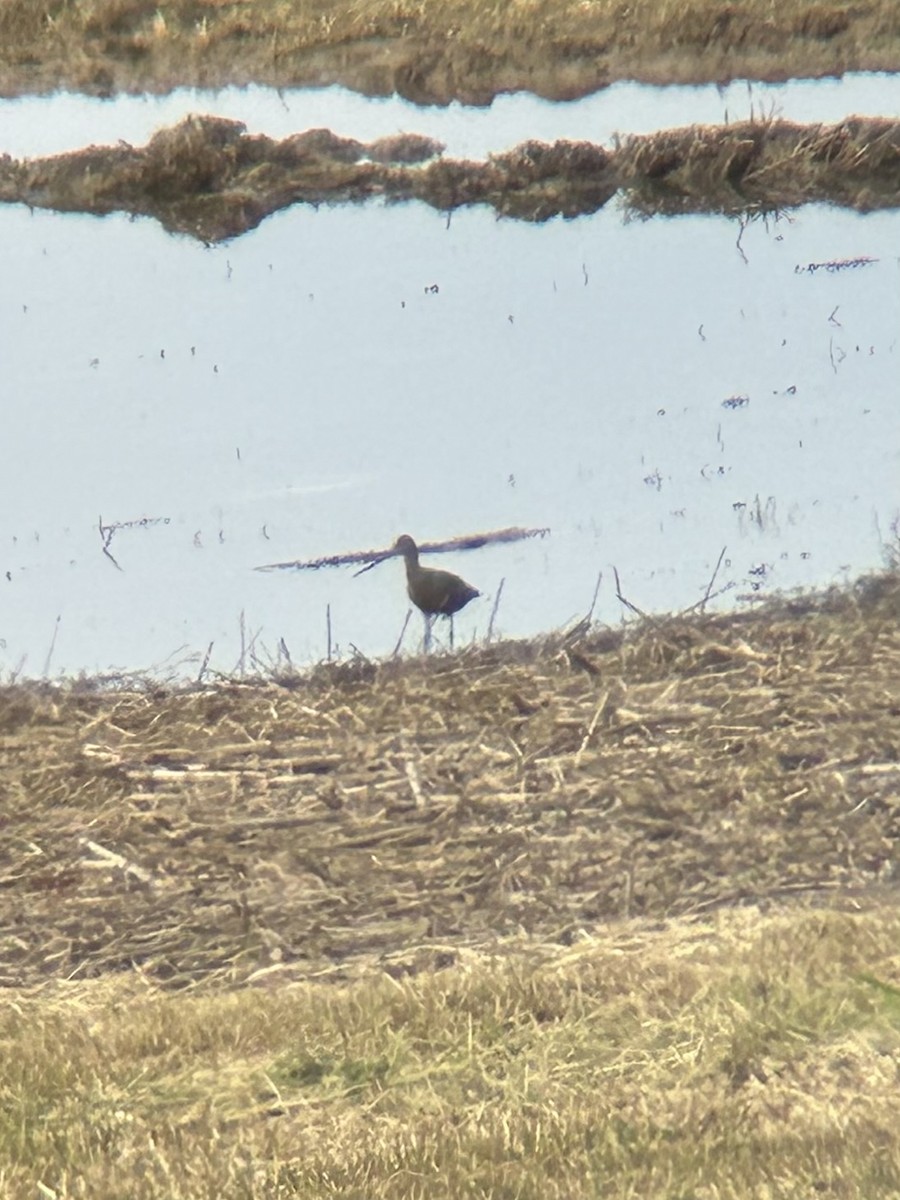 Pennsylvania Bird Atlas Checklist - 24 May 2025 - 1900–1998 Long Rd ...