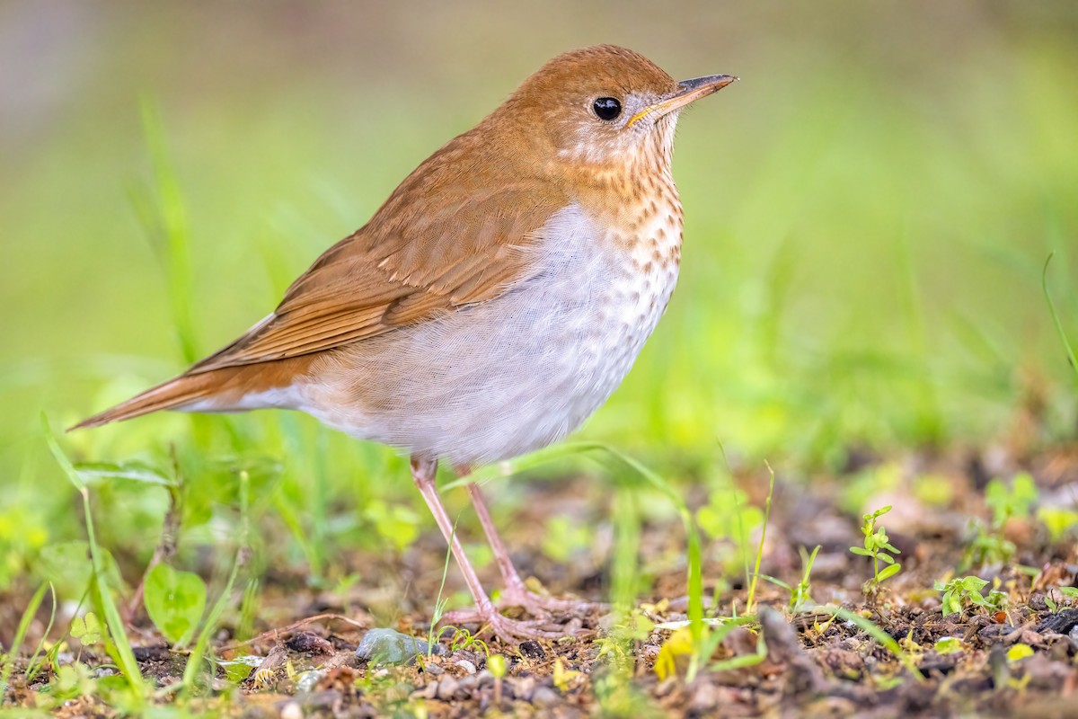 ML636421399 - Veery - Macaulay Library