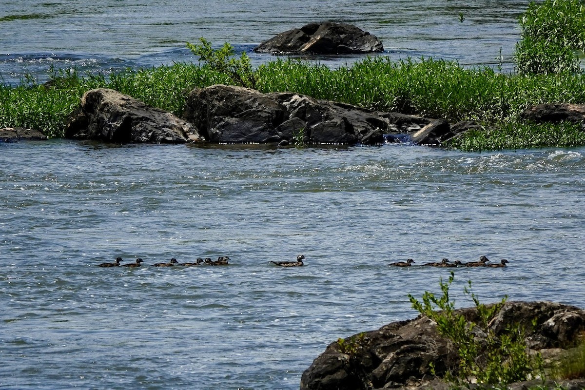 eBird Checklist - 24 May 2025 - Old Bynum Bridge - 31 species