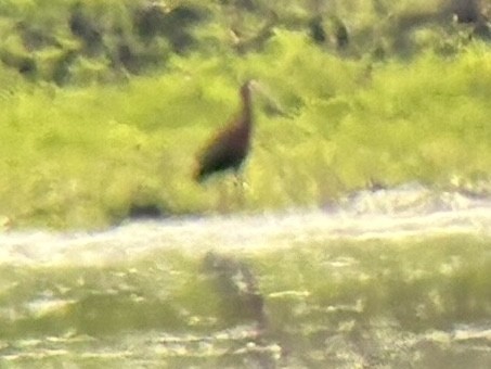 eBird Checklist - 24 May 2025 - Hwy 106 Kincaid Farms ag fields ...