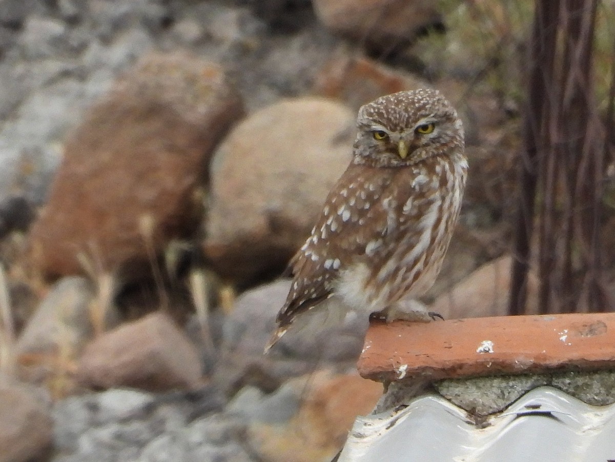 eBird Checklist - 5 May 2025 - Διαδρομή από Μελάδια προς Ερεσό (Meladia ...
