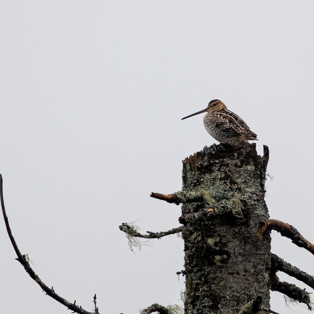 eBird Checklist - 24 May 2025 - Saint-Charles-Garnier, parterre de ...