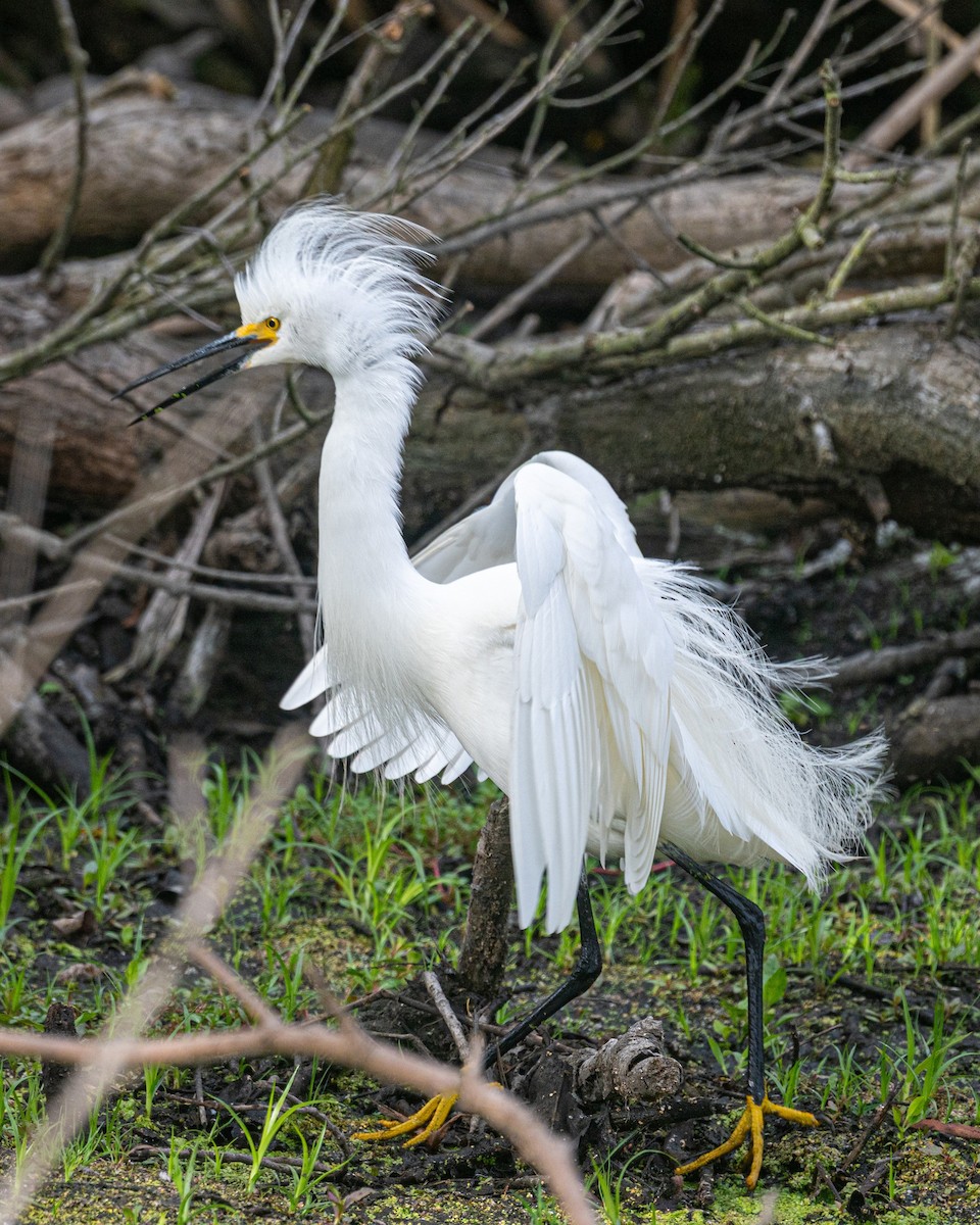 eBird Checklist - 24 May 2025 - Huntington Central Park--East - 54 species