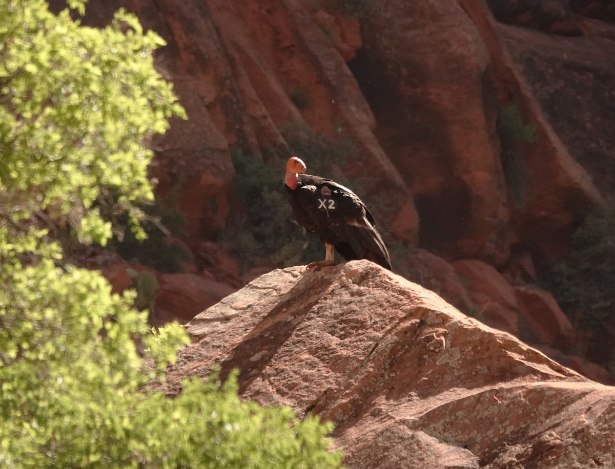 ML636436625 - California Condor - Macaulay Library