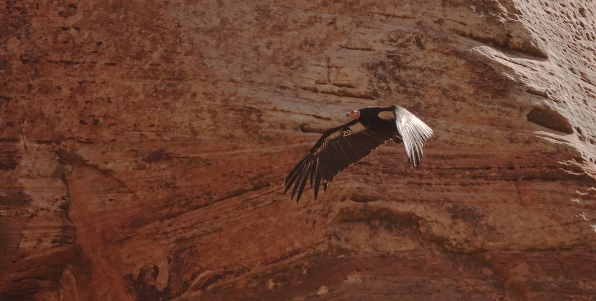 ML636436640 - California Condor - Macaulay Library