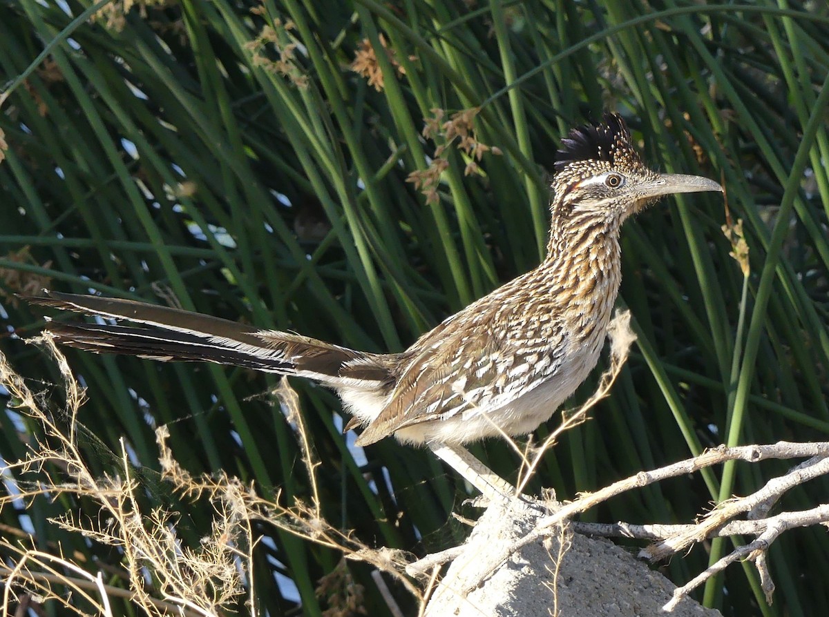 eBird Checklist - 24 May 2025 - Piute Ponds (permit required) - 59 species