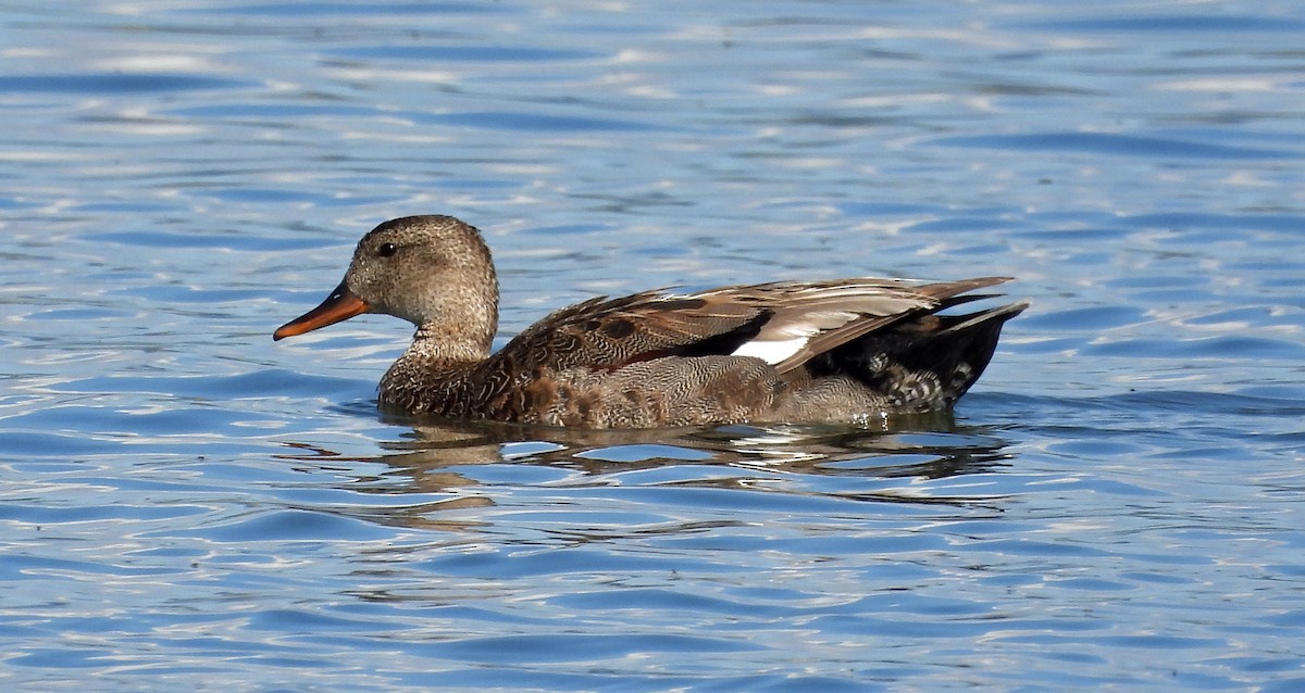 eBird Checklist - 24 May 2025 - Lake Helena WMA - 31 species