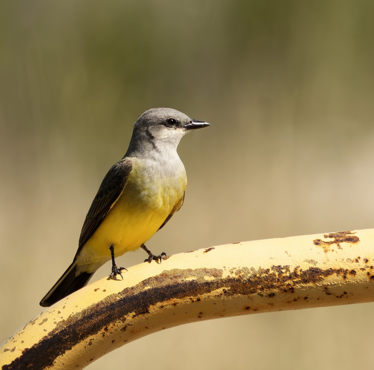 eBird Checklist - 24 May 2025 - Bruderheim Natural Areas - 13 species