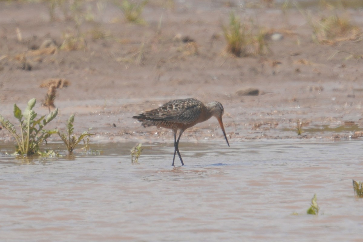 eBird Checklist - 24 May 2025 - Dewitt Road, Oostburg, Wisconsin, US ...
