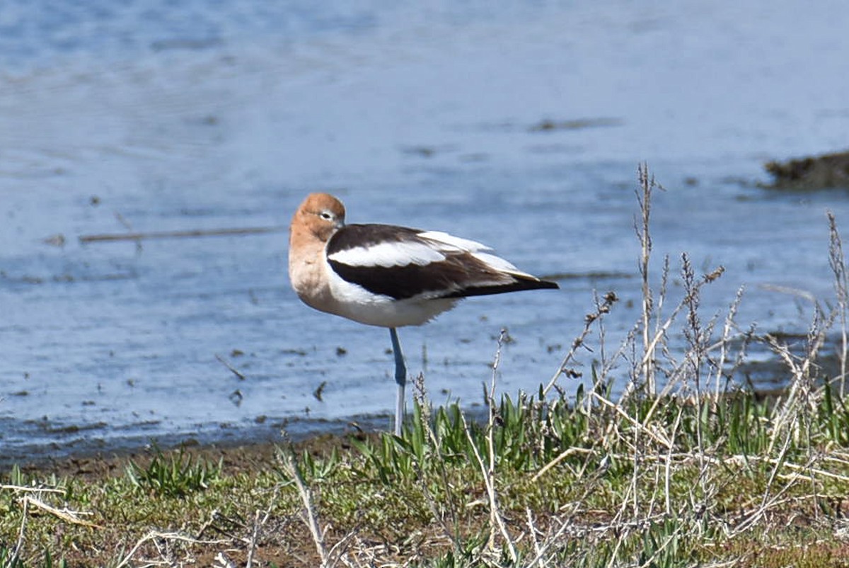 eBird Checklist - 24 May 2025 - Frank Lake--NW lookout/blind/outflow ...