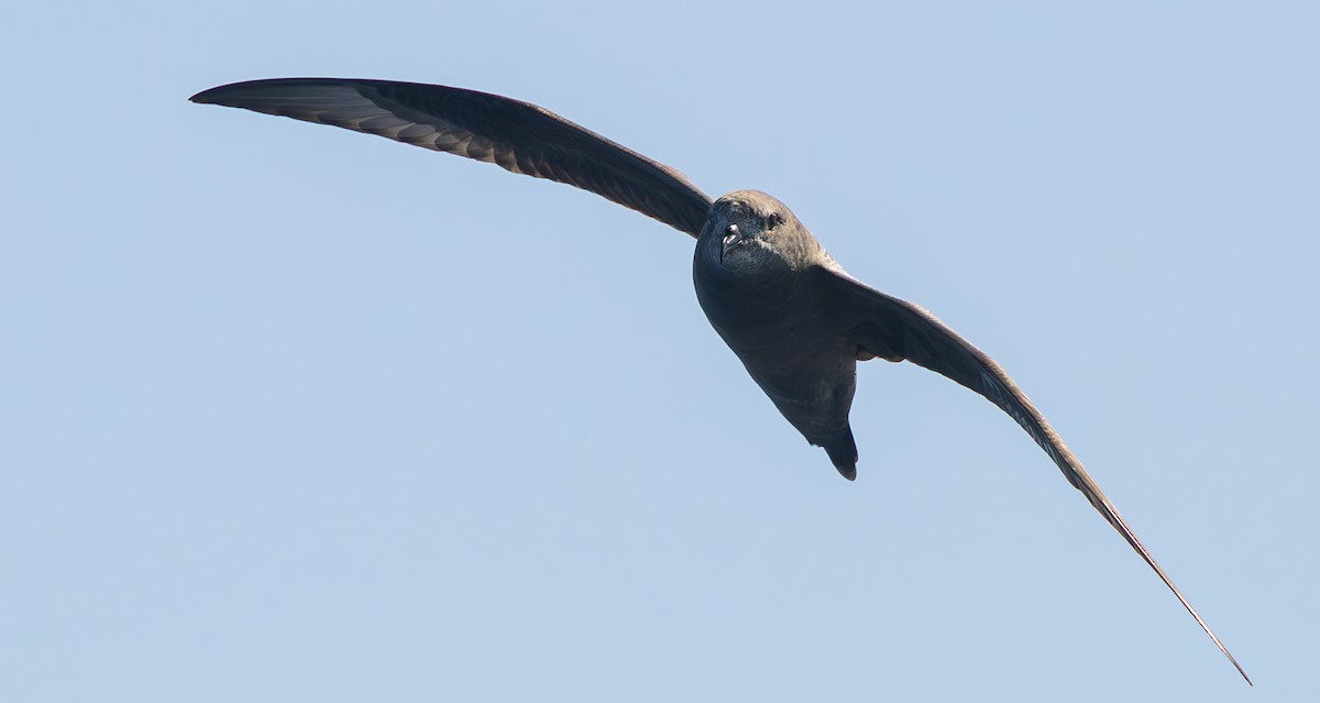 eBird Checklist - 24 May 2025 - Chum site 1 (39.48708, -123.94744) - 8 ...