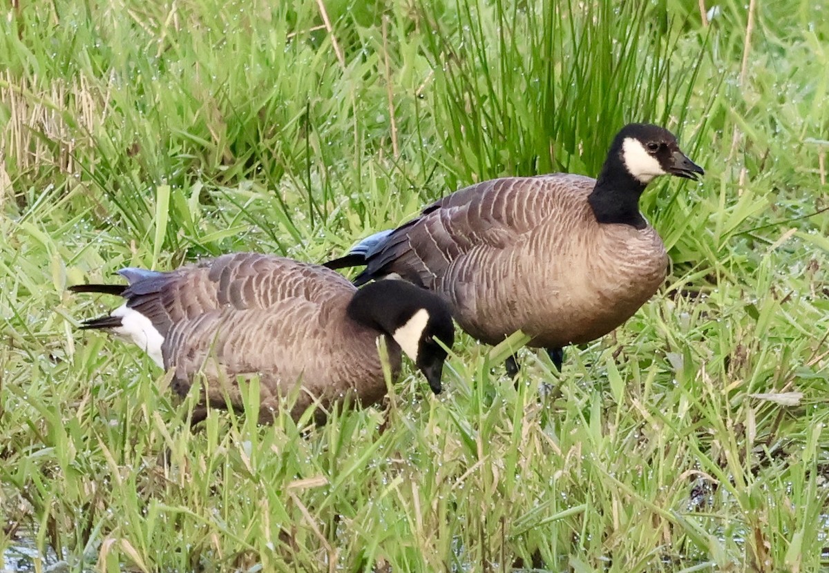 eBird Checklist - 21 May 2025 - Billy Frank Jr. Nisqually NWR - 84 ...
