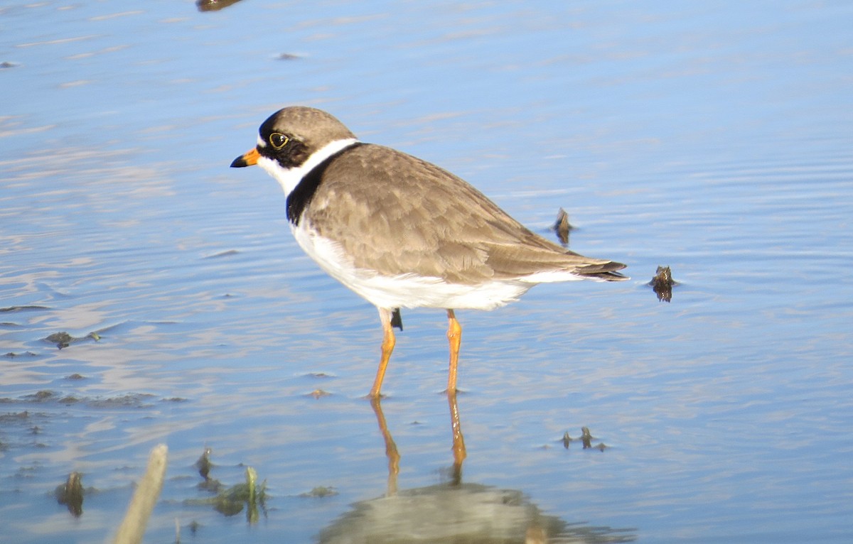 eBird Checklist - 24 May 2025 - 46793, Waterloo US-IN (41.4284,-84.9767 ...