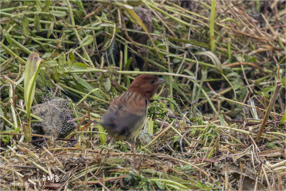 Media Search - Macaulay Library and eBird