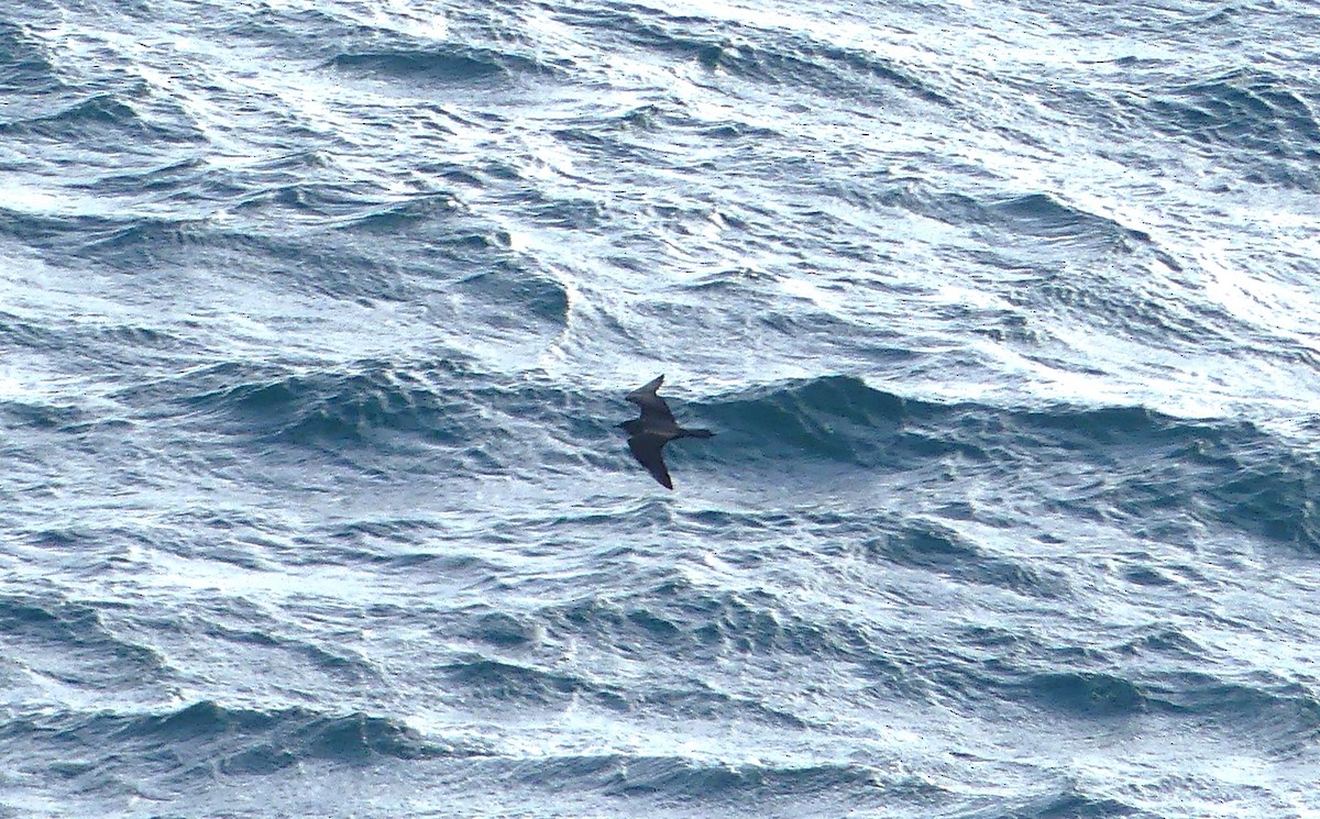 eBird Checklist - 25 May 2025 - St. Ives Head - 29 species