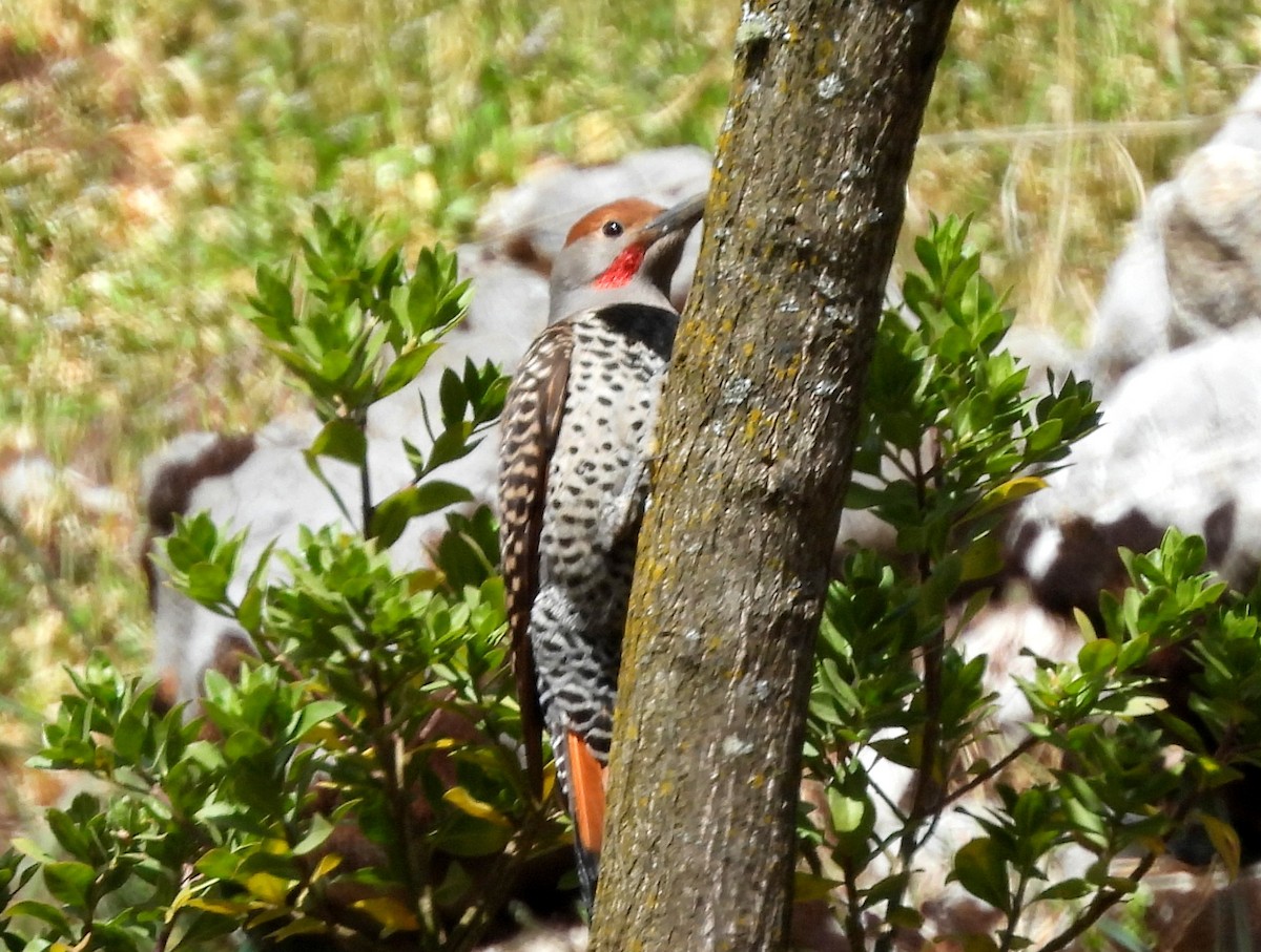 eBird Checklist - 4 Feb 2025 - Ocellated Quail spot - 6 species