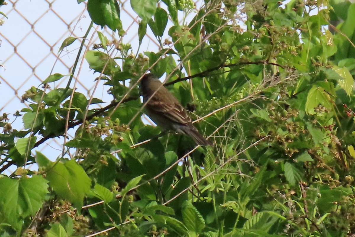 eBird Checklist - 25 May 2025 - Alpha Ridge Park - 28 species