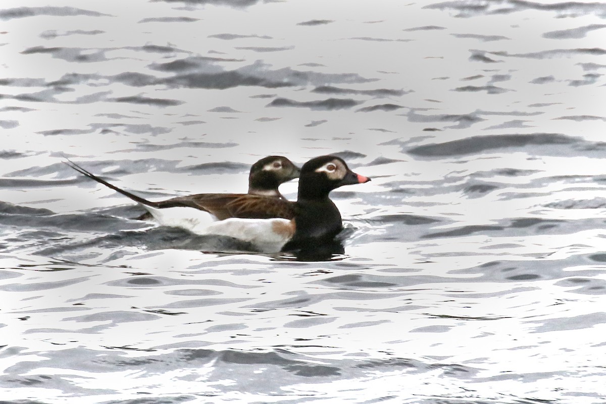 ML636465166 - Long-tailed Duck - Macaulay Library
