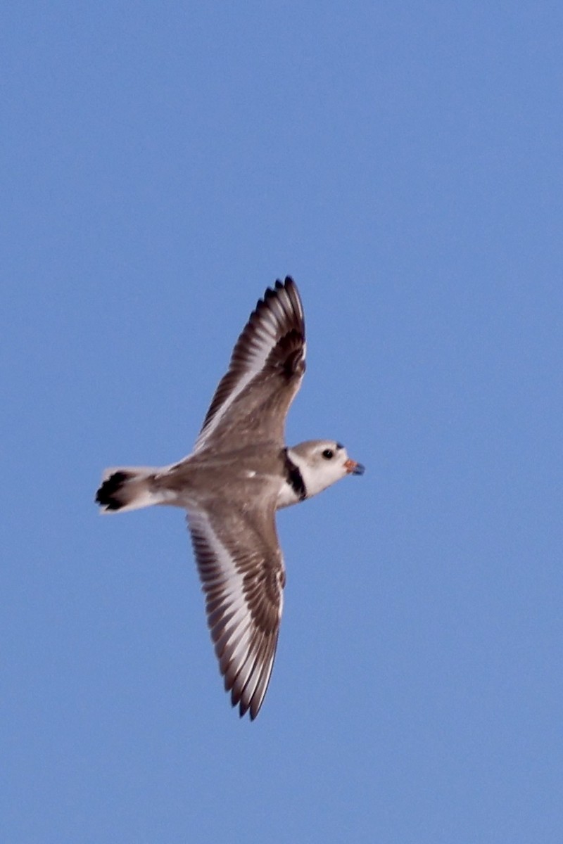 eBird Checklist - 25 May 2025 - Mecox Inlet - 33 species