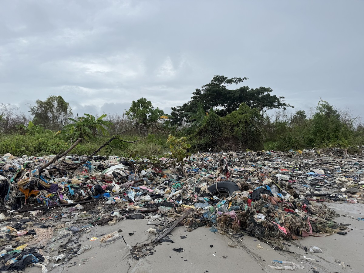 ML636474137 - Habitat: Trash-covered beach - Macaulay Library