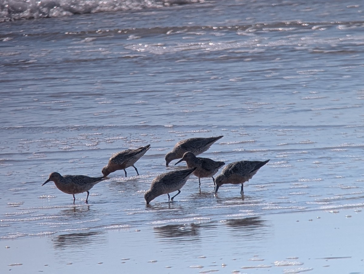 eBird Checklist - 25 May 2025 - **Back Bay NWR - 24 species