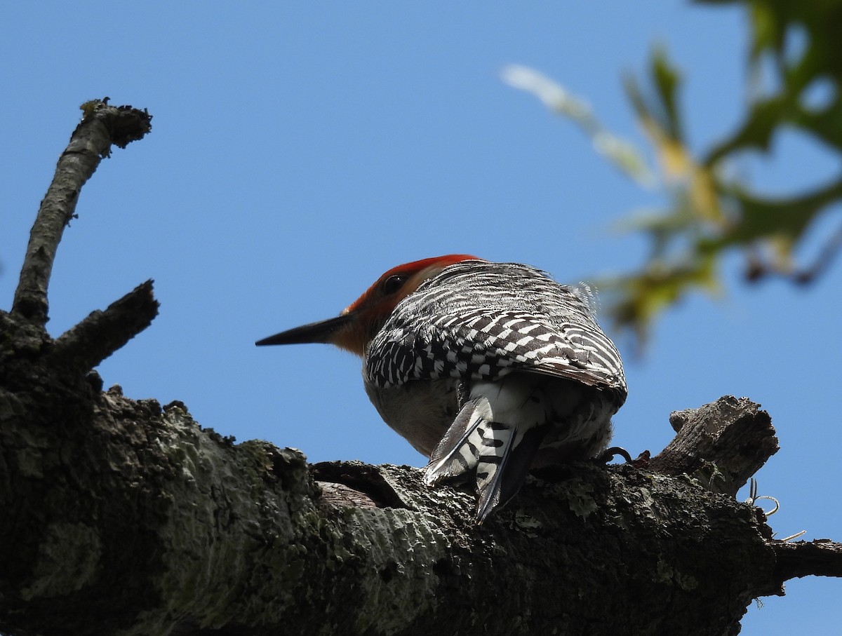 eBird Checklist - 25 May 2025 - My Backyard - 9 species
