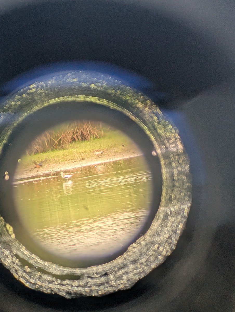 eBird Checklist - 25 May 2025 - Tualatin River NWR - 48 species