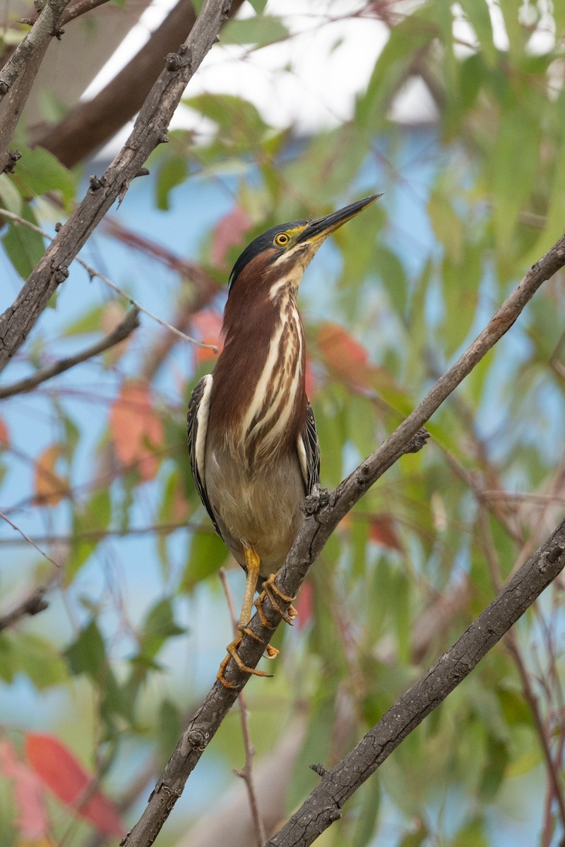 eBird Checklist - 25 May 2025 - Veeh Ranch Park, Laguna Hills - 40 species