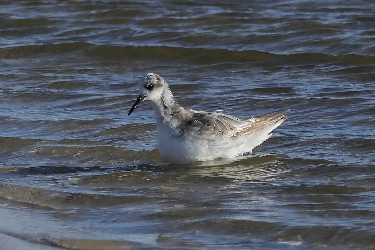 eBird Checklist - 25 May 2025 - Mecox Bay and Inlet - 29 species