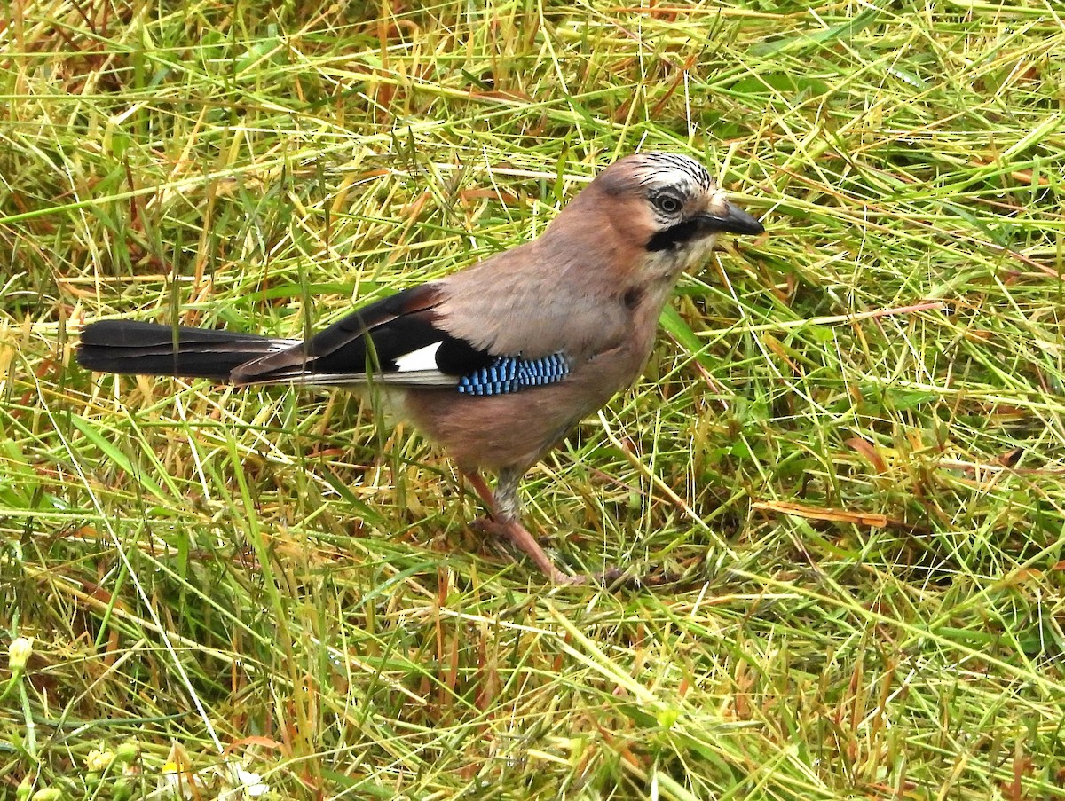 eBird Checklist - 14 May 2025 - Μετέωρα (Meteora) - 15 species