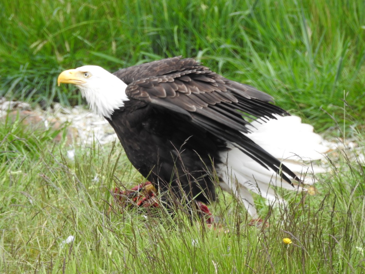 eBird Checklist - 23 May 2025 - Hillside above Neah Bay Harbor. - 40 ...