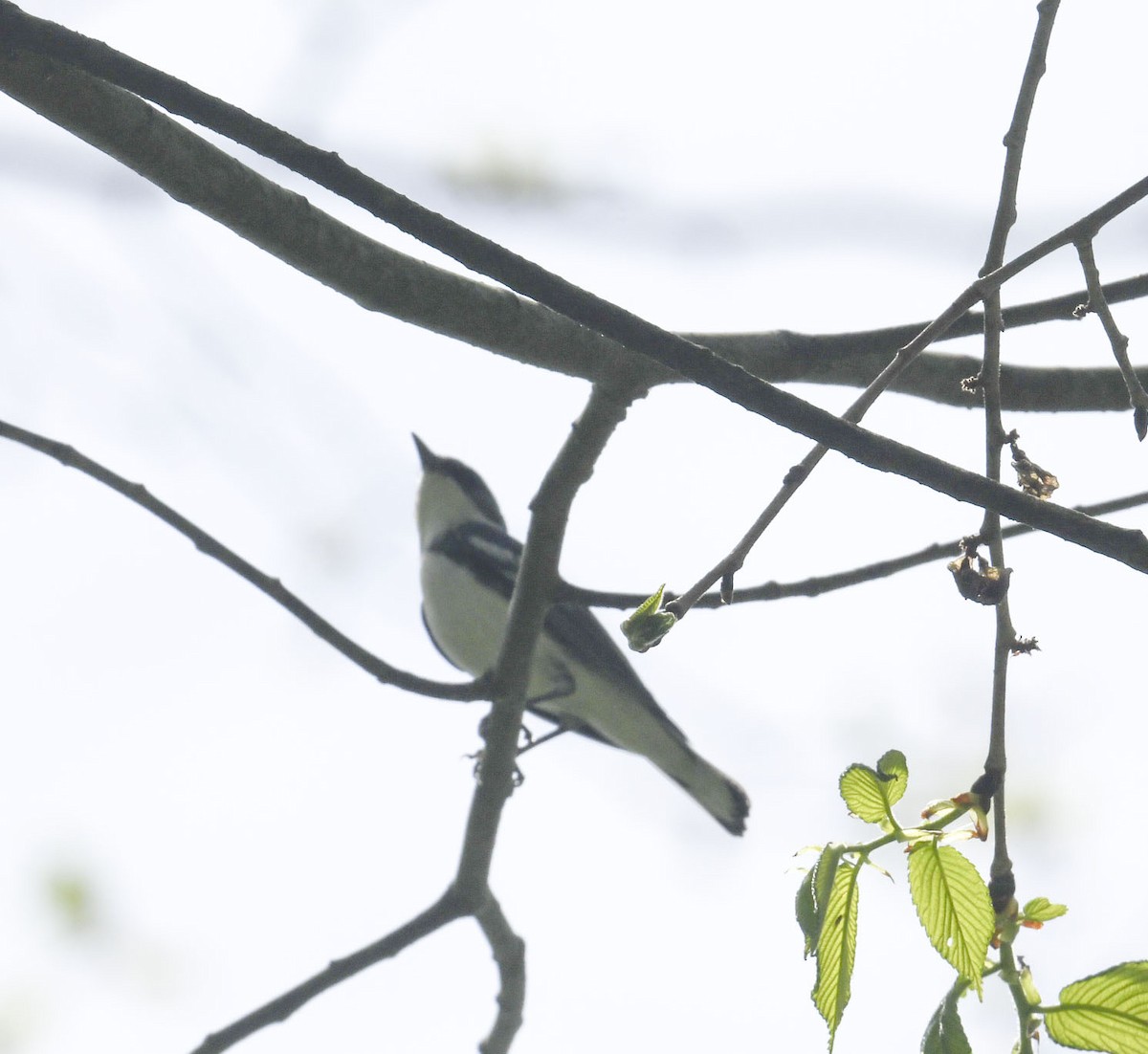 Pennsylvania Bird Atlas Checklist - 7 May 2025 - West Penn Trail ...