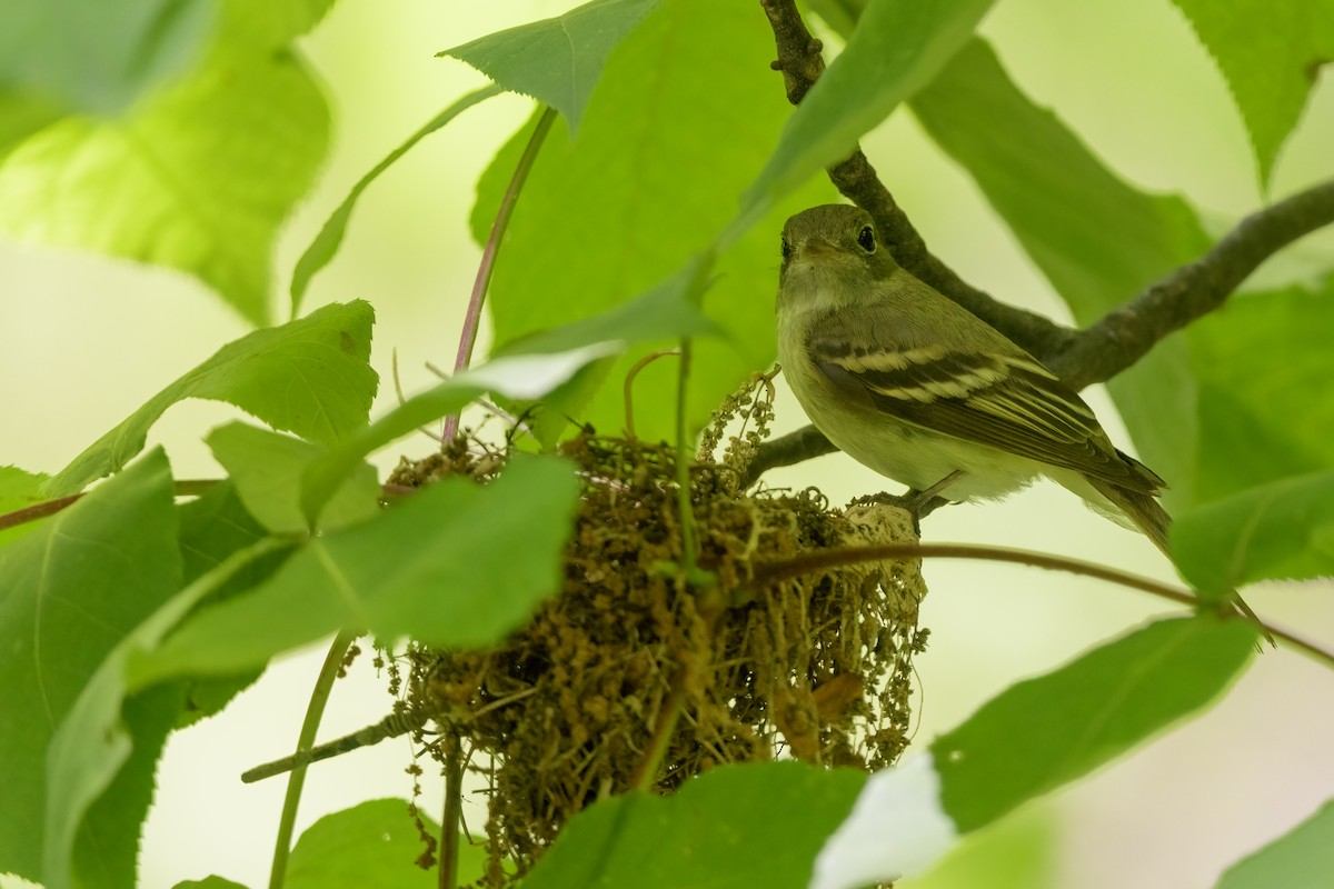 eBird Checklist - 25 May 2025 - G.R. Thompson WMA--Trillium Trail - 29 ...