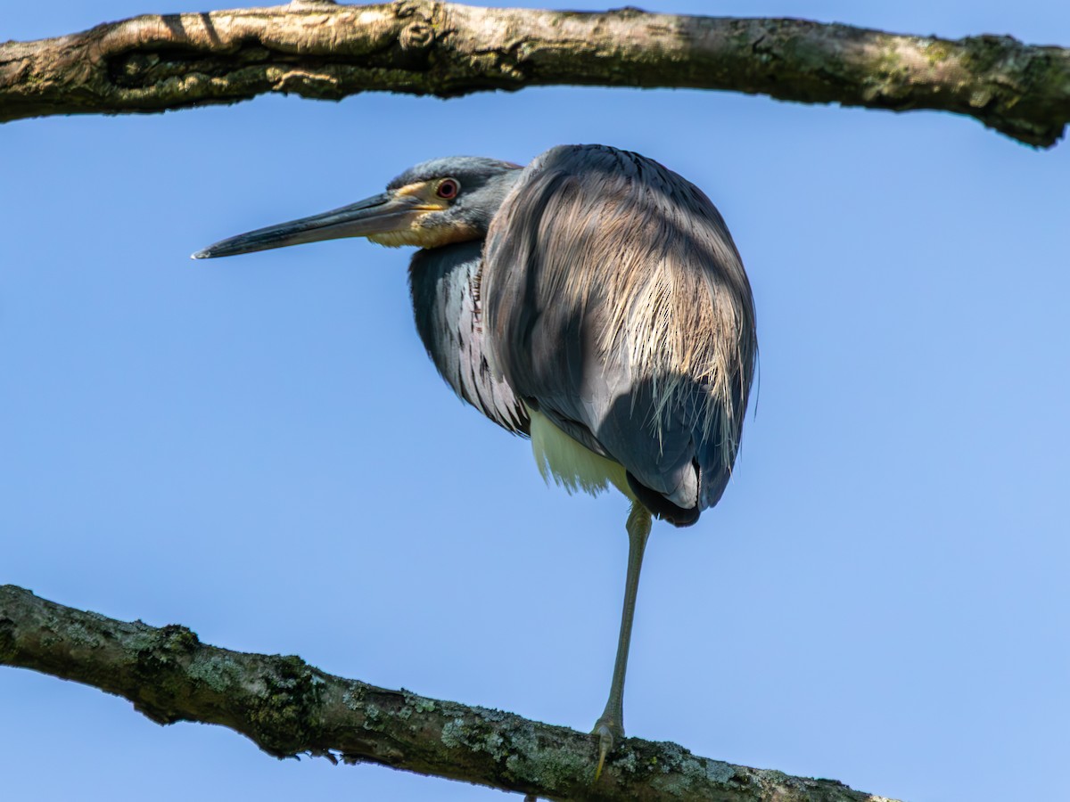 eBird Checklist - 25 May 2025 - Hebron Fish Hatchery and Wetlands - 16 ...