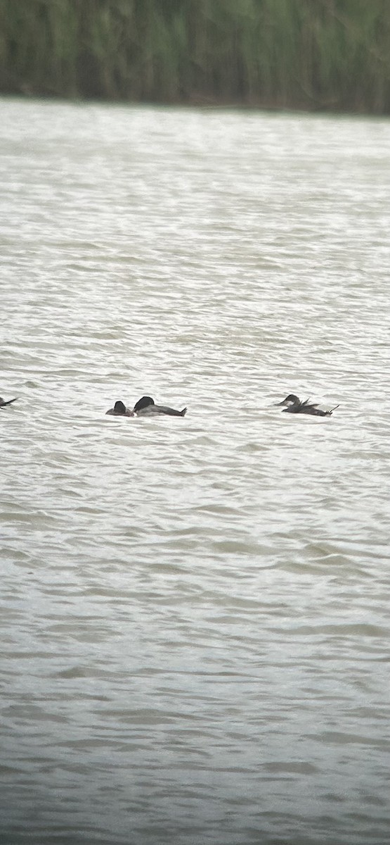 eBird Checklist - 25 May 2025 - Wainscott Pond - 28 species