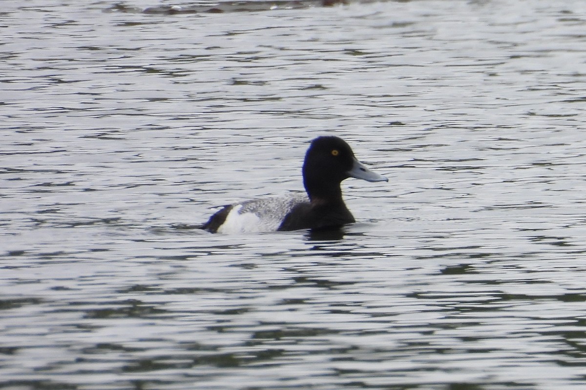 eBird Checklist - 25 May 2025 - Hebron Fish Hatchery and Wetlands - 30 ...
