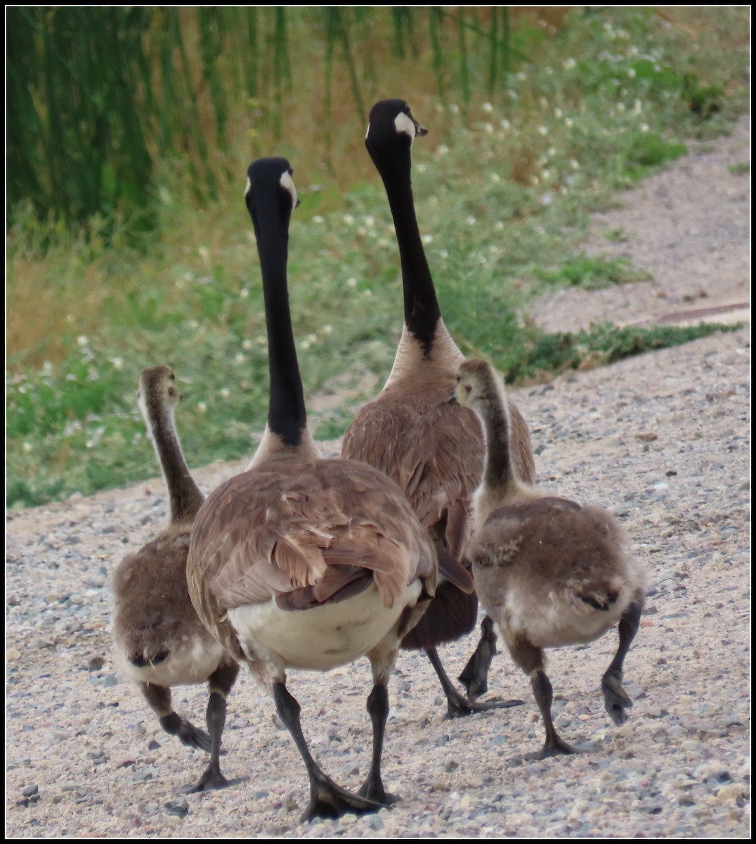 eBird Checklist - 25 May 2025 - IRWD San Joaquin Marsh & Wildlife ...
