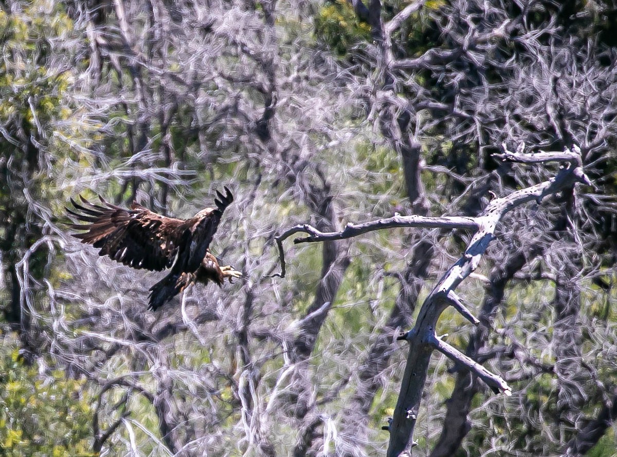 eBird Checklist - 25 May 2025 - Mt. Wilson-Red Box Rd. - 31 species