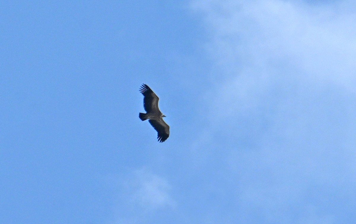 eBird Checklist - 27 Apr 2025 - Meladia to Eresos rocky track (Διαδρομή ...