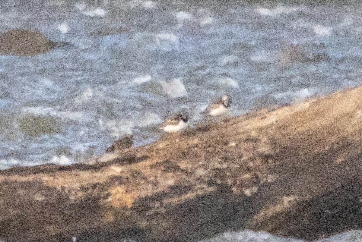 eBird Checklist - 25 May 2025 - C&O Canal--Violette's Lock - 37 species