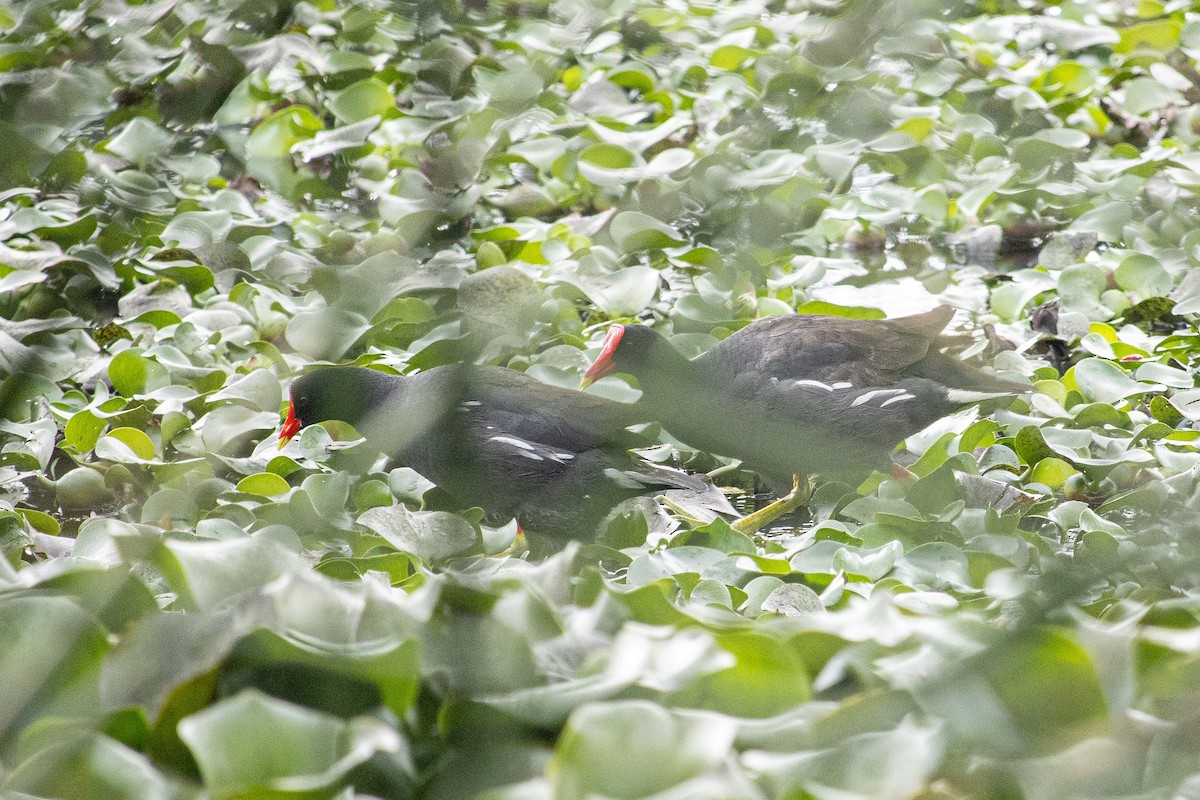 eBird Checklist - 25 May 2025 - Humedal Tibabuyes o Juan Amarillo - 20 ...