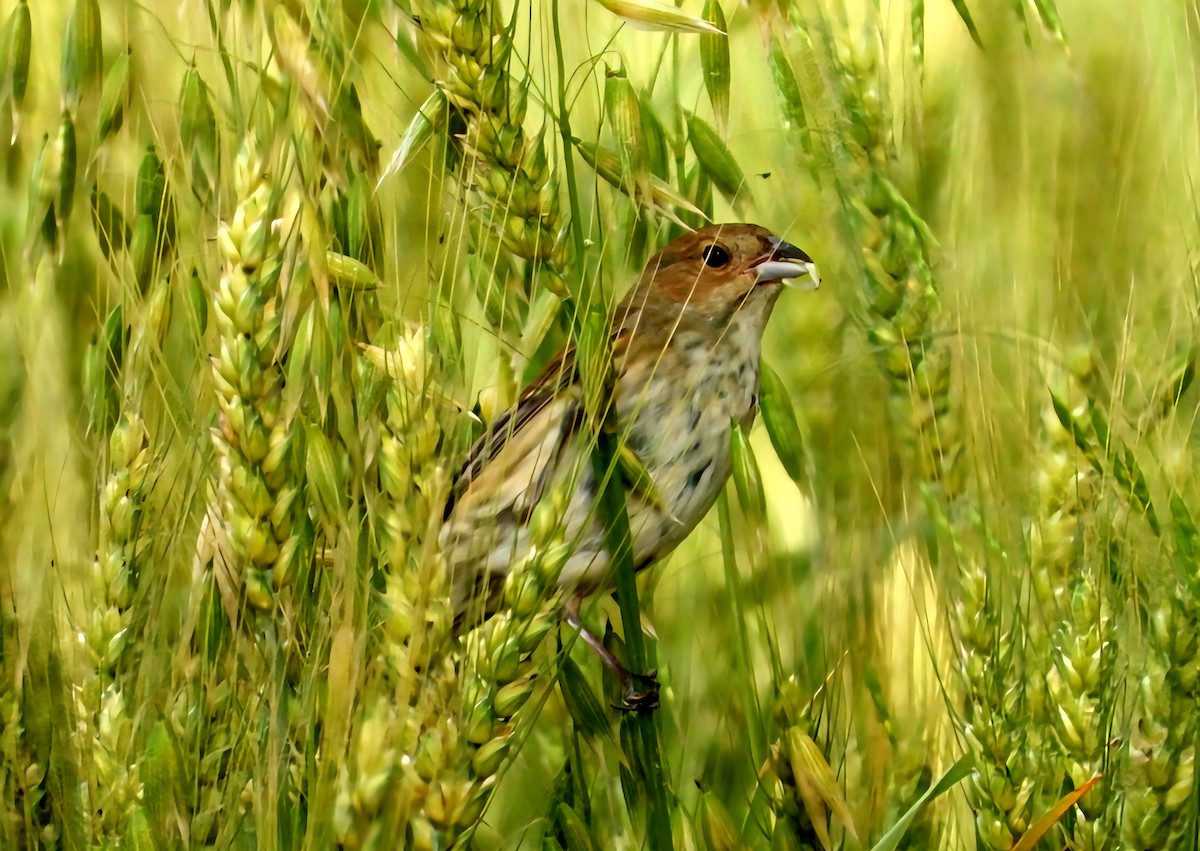 eBird Checklist - 25 May 2025 - Slaughter Pen Farm Historic Site - 16 ...