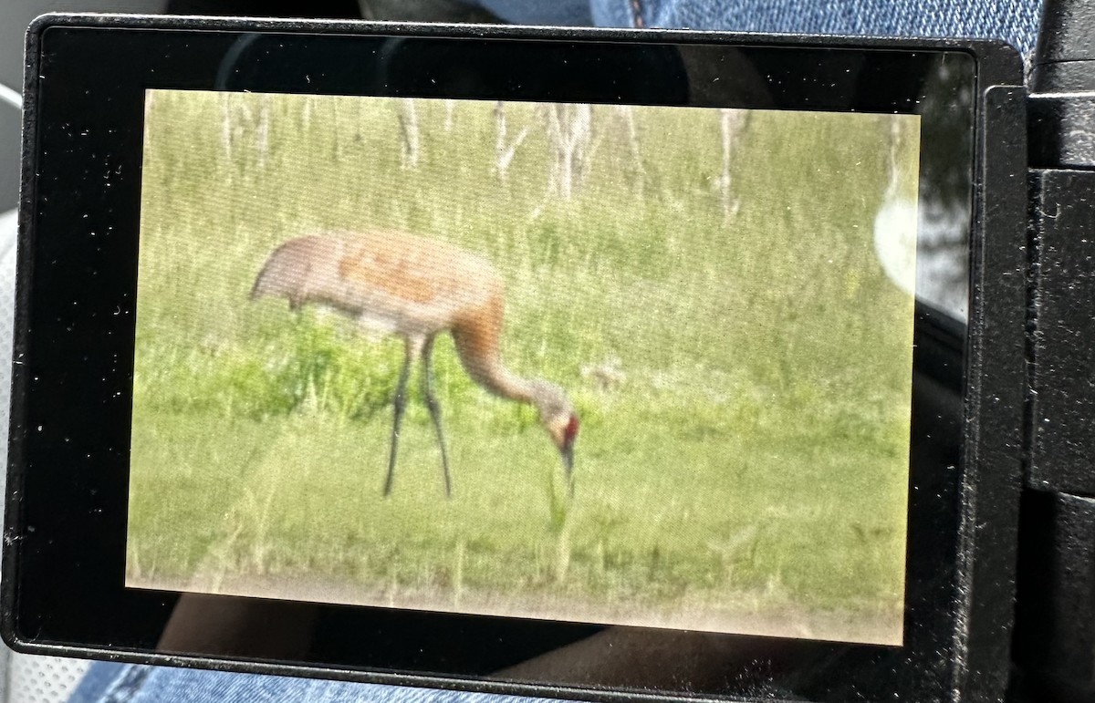 eBird Checklist - 25 May 2025 - Ridgefield NWR--River 'S' Unit - 52 species