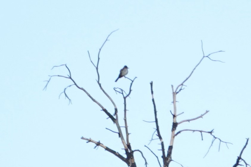 eBird Checklist - 22 May 2025 - Radium Recreation Area - 33 species